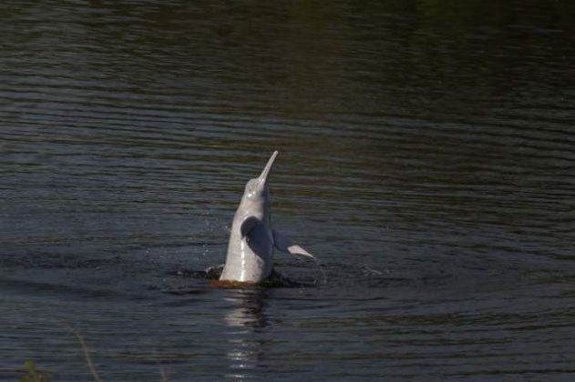 Ruta del bufeo, volver a la naturaleza para curar cuerpo y alma ...