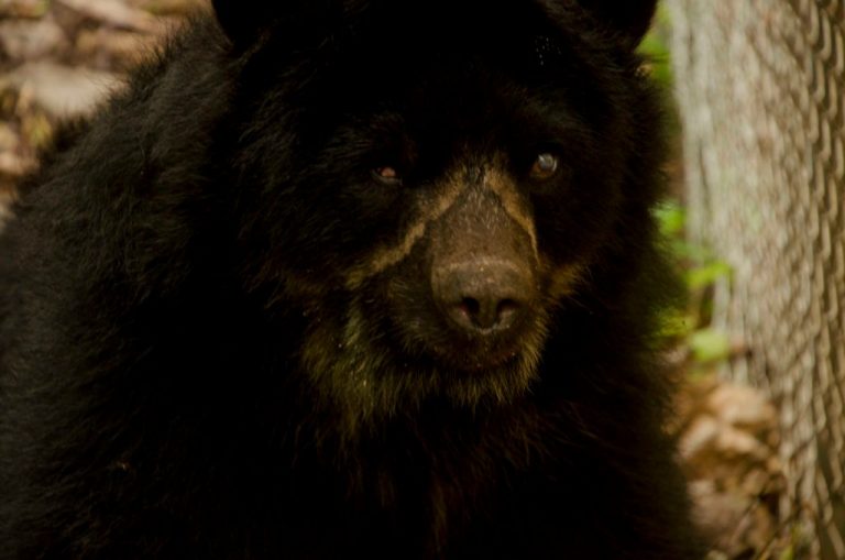 “Ajayu”, la historia de un oso jukumari rescatado en Bolivia, llega a ...