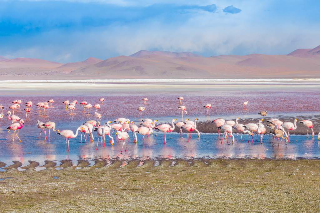 BoliviaTrip, el mejor tour al Salar de Uyuni - Periodismo de medio ...