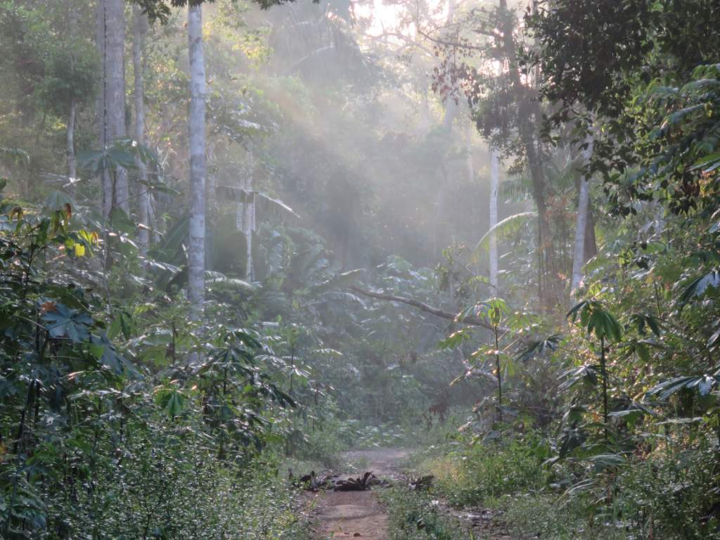 Los bosques amazónicos no se mantienen al ritmo del cambio climático ...