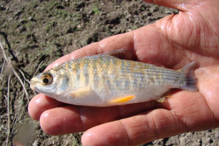 El sábalo: el pez que recorre tres países y lucha por su supervivencia ...