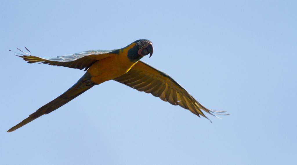 Récord de pichones de paraba barba azul alzan vuelo - Periodismo de ...