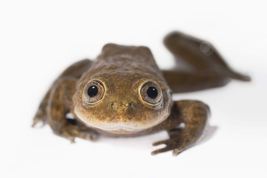 Bolivia, el segundo país con más especies de ranas acuáticas del género ...