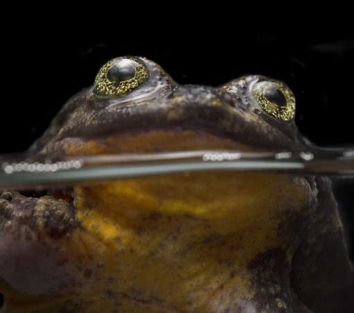 Bolivia, el segundo país con más especies de ranas acuáticas del género ...