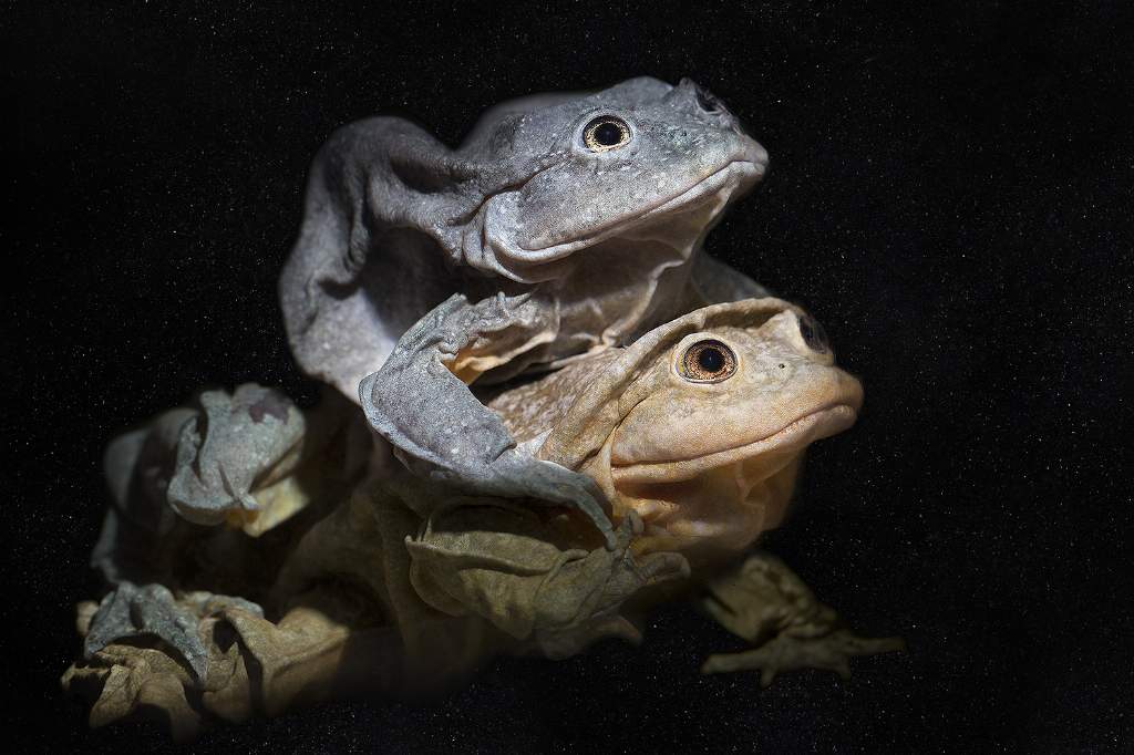 Bolivia, el segundo país con más especies de ranas acuáticas del género ...