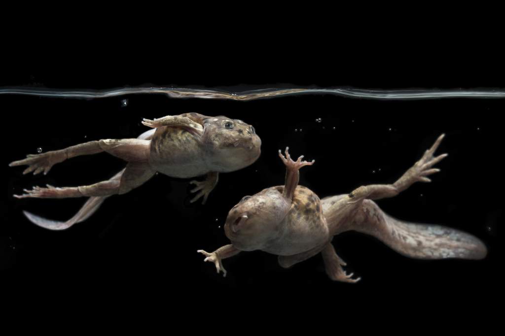 Bolivia, el segundo país con más especies de ranas acuáticas del género ...