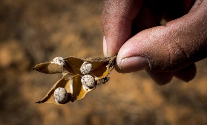 Tarwi, el cultivo que sana los suelos - Periodismo de medio ambiente y ...