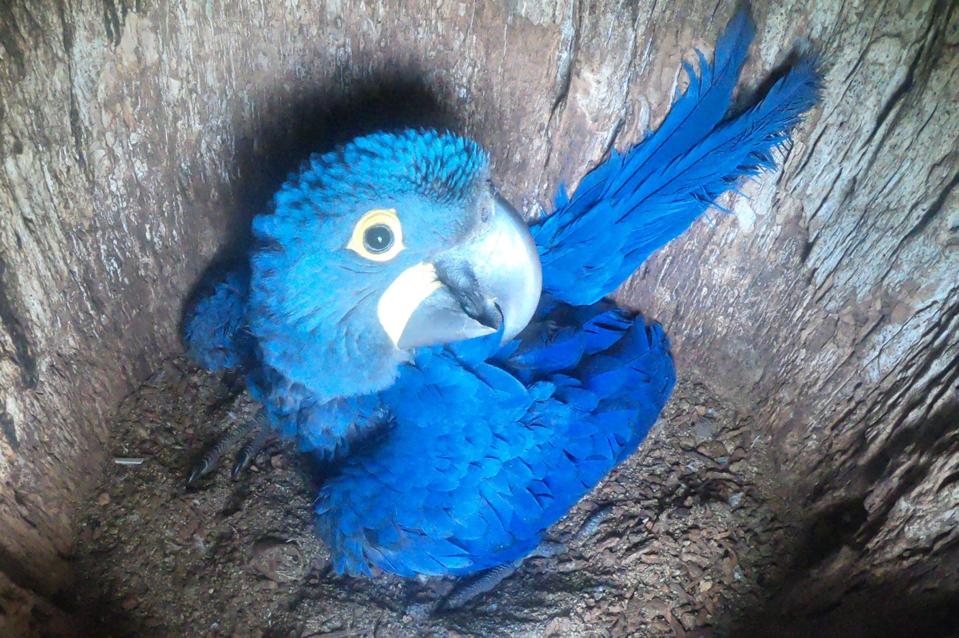 ¿Dónde anidan las parabas? - Periodismo de medio ambiente y turismo de ...