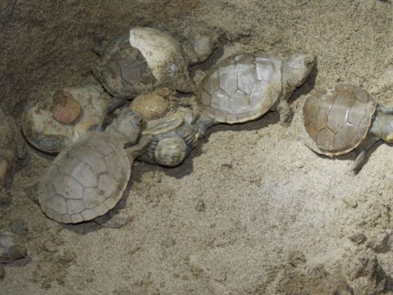 La peta de río abre una alternativa de conservación y turismo en Gran ...