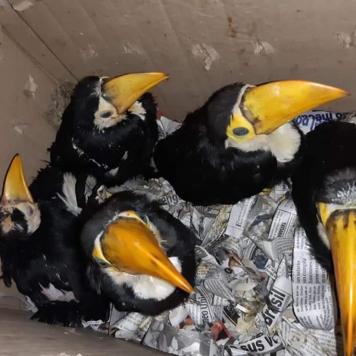 Pichones de paraba y otros animales silvestres iban a ser enviados a ...