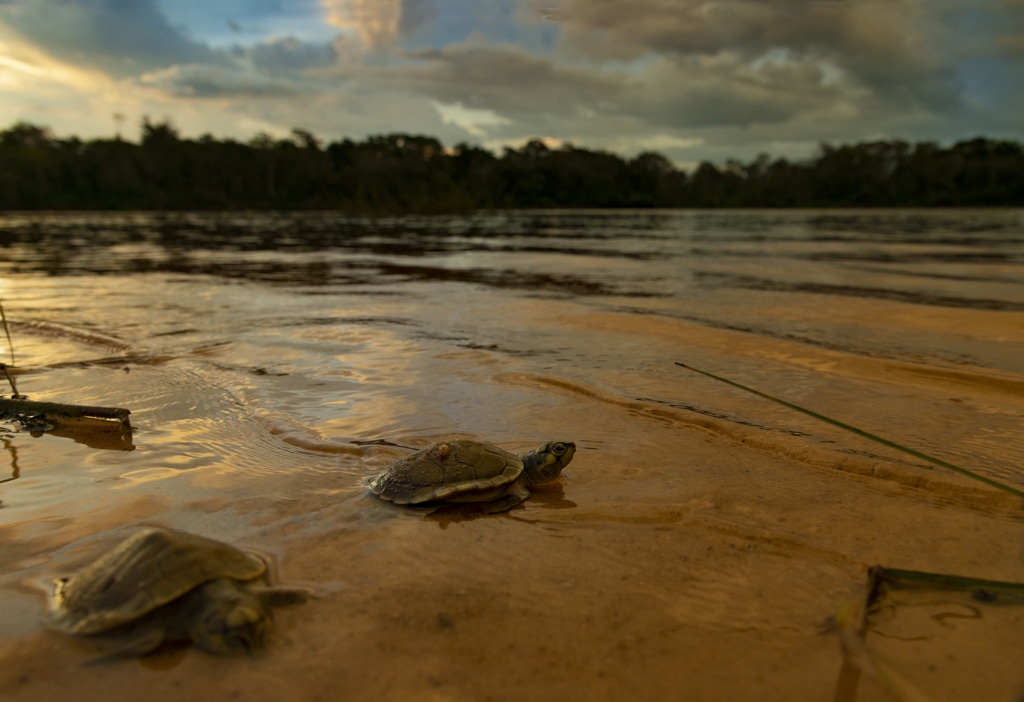 Explosión de vida en el río Iténez - Periodismo de medio ambiente y ...