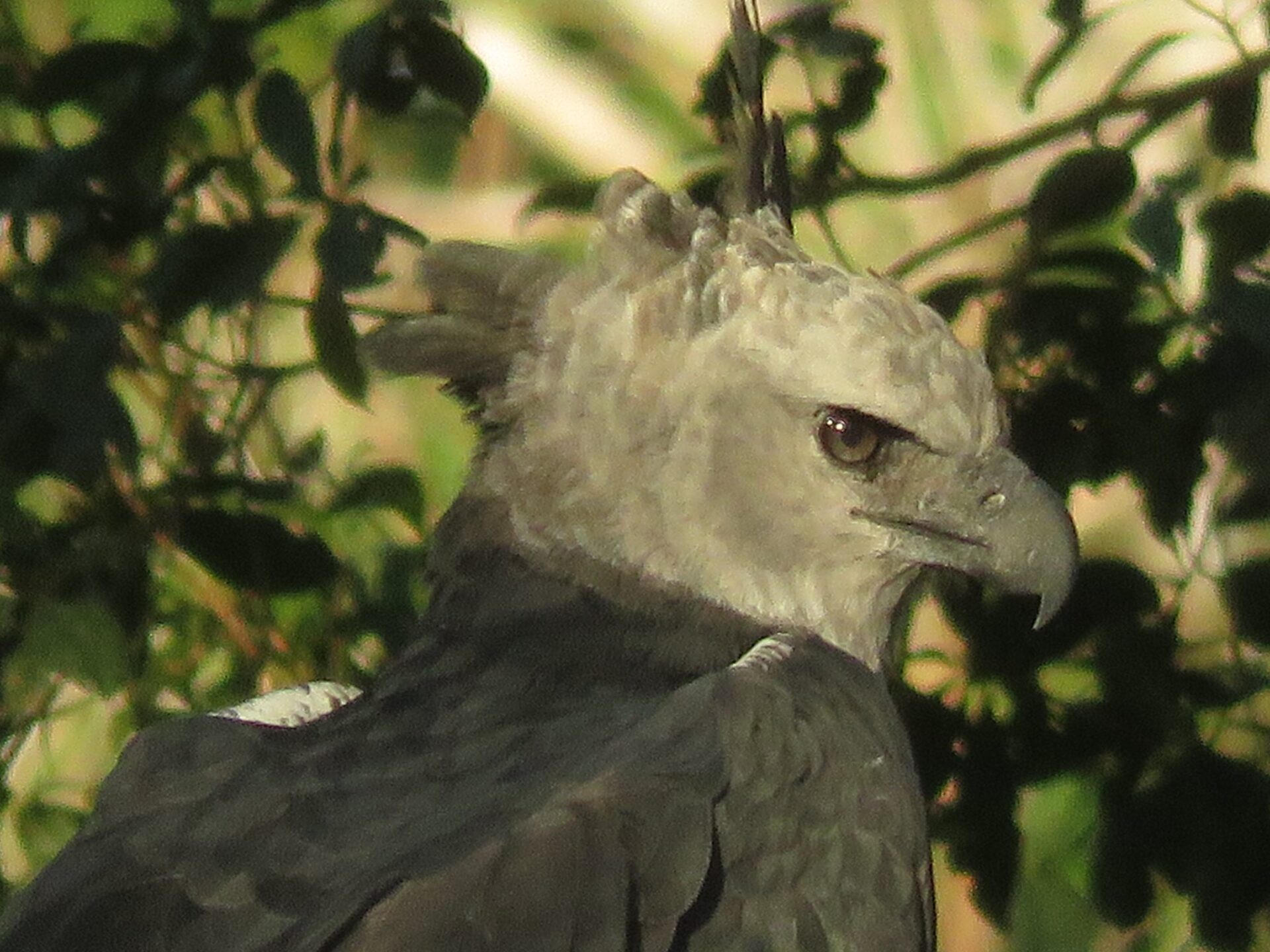 Conozcamos al Águila arpía (Harpia harpyja), el ave rapaz más grande de ...