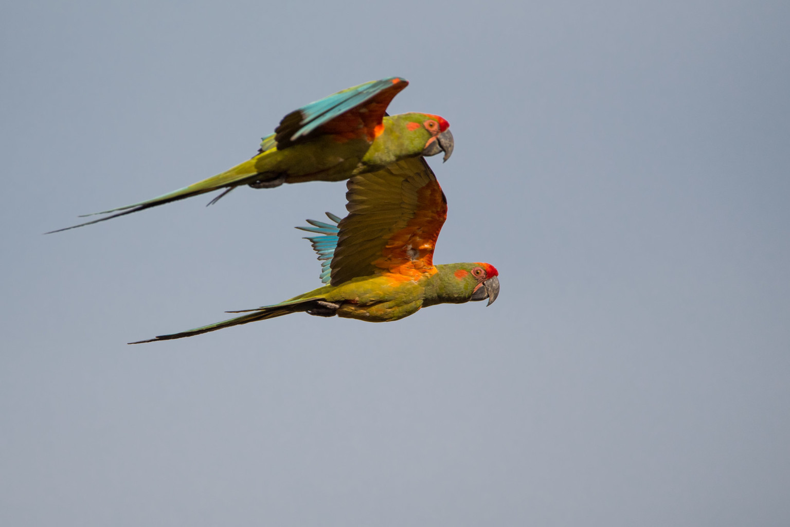 Plan para salvar a la Paraba frente roja apunta a reducir la presión ...
