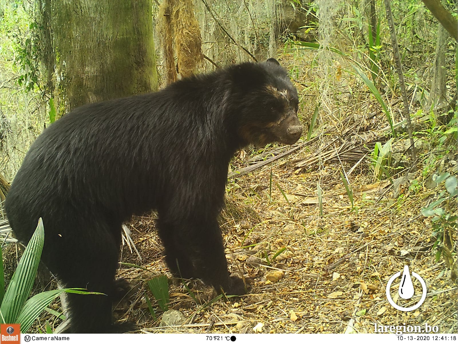 Jucumari, cóndores y janchicoco, la riqueza de El Palmar para apostar ...