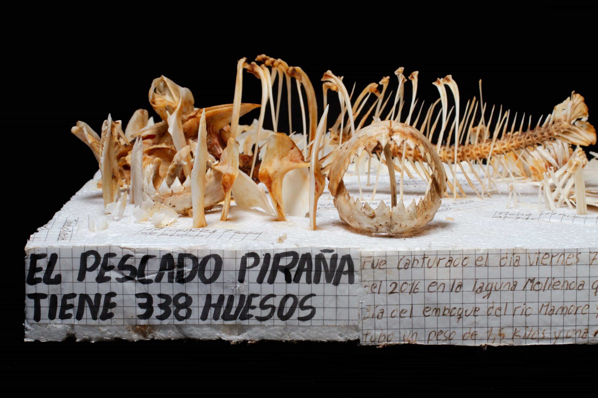 Un pescador publica un libro para conocer los “Huesos y escamas de los ...