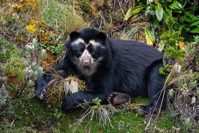 Día para la Protección de los Osos: dos proyectos para salvar al oso ...
