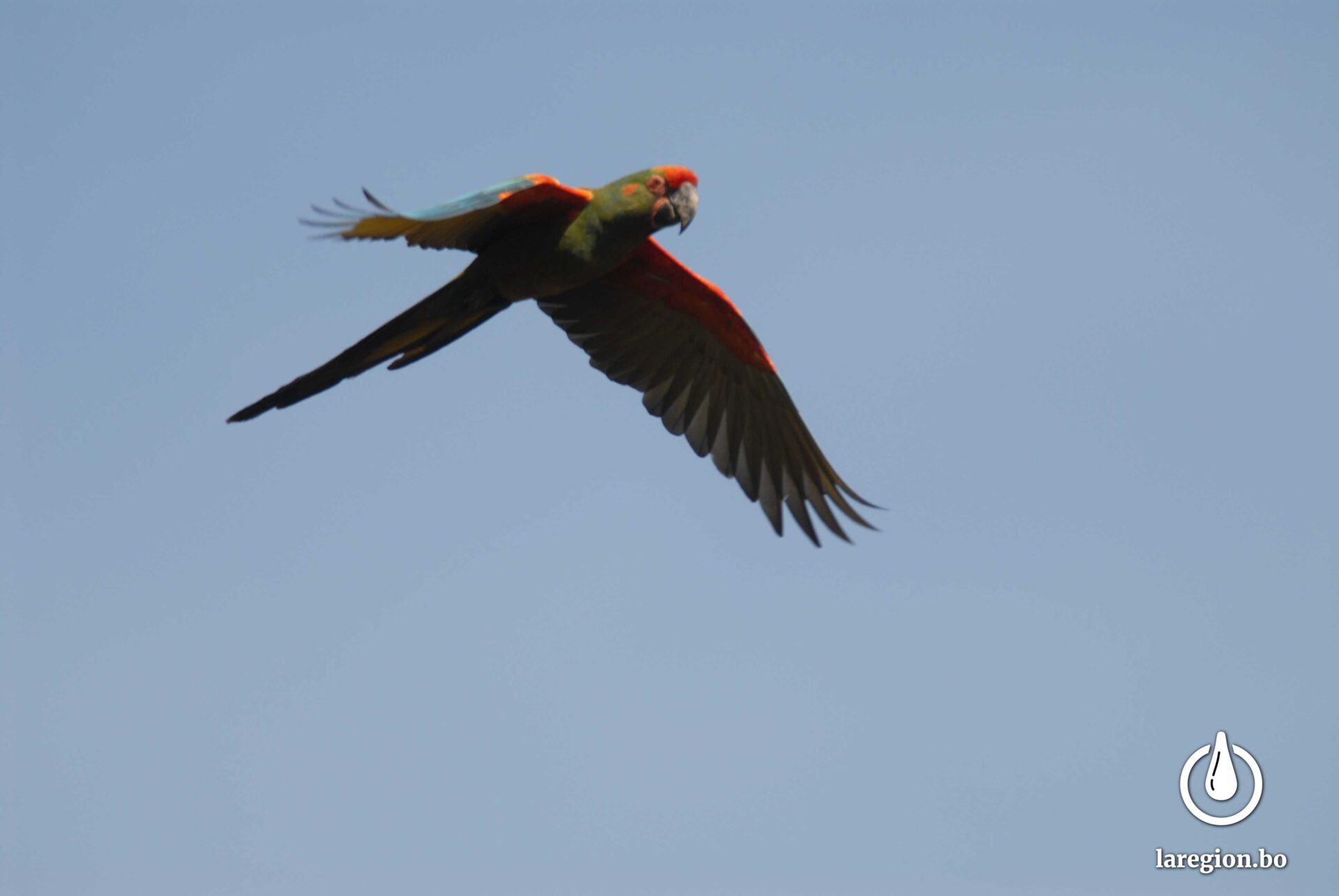 Red-fronted Macaw: How birdwatching tourism and three Quechua ...