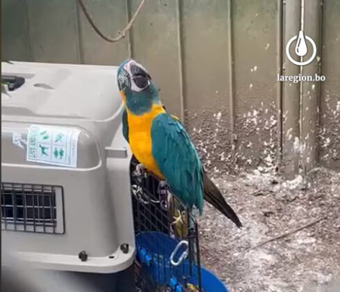 Paraba barba azul, el tesoro de la fauna boliviana - Periodismo de ...