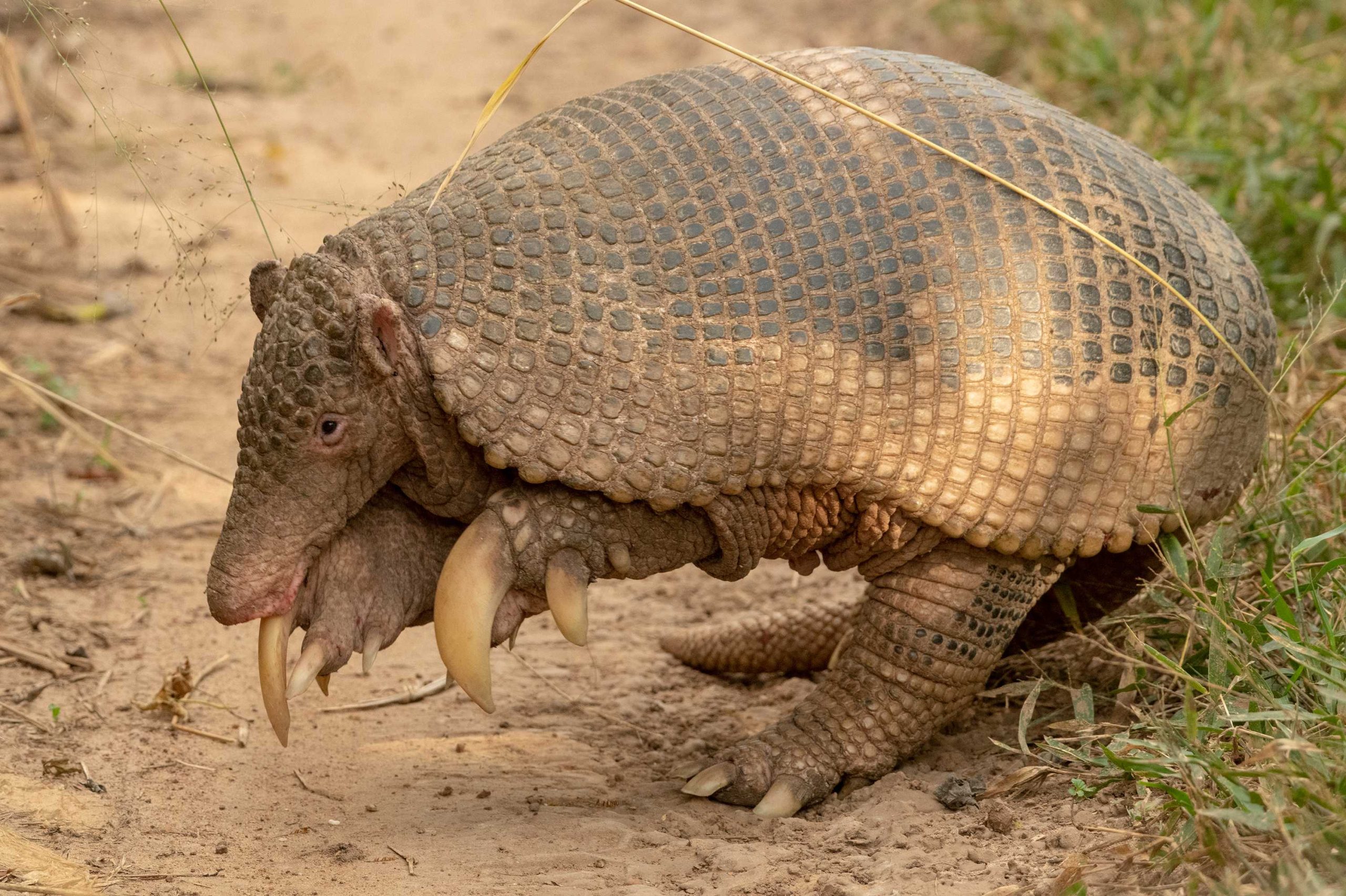 Pejichi, el armadillo más grande del mundo - Periodismo de medio ambiente y turismo de Bolivia