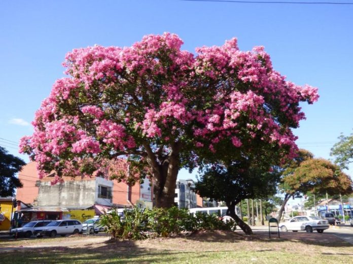 Ceiba Camba en imágenes - Periodismo de medio ambiente y turismo de Bolivia
