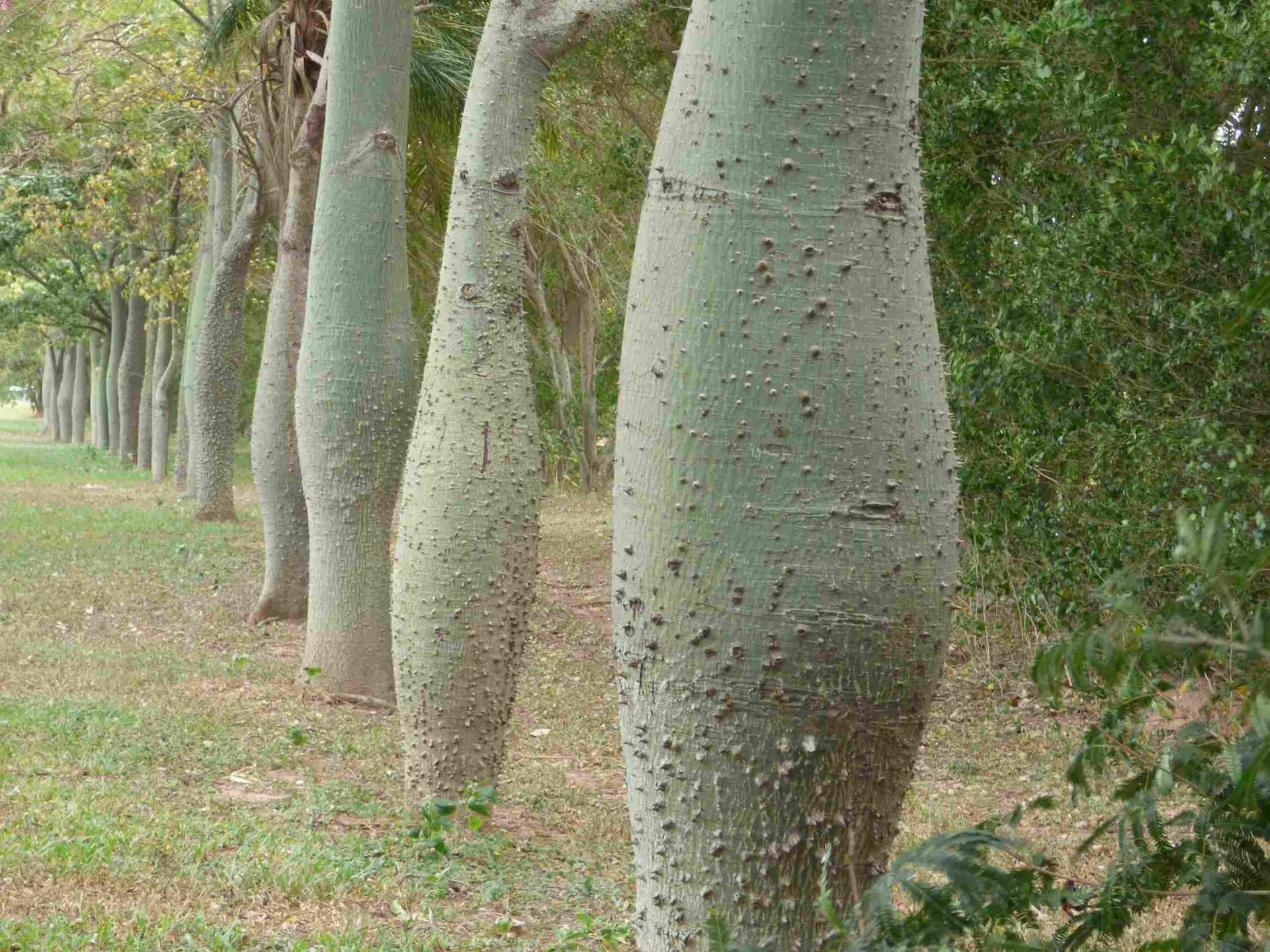 Ceiba Camba en imágenes - Periodismo de medio ambiente y turismo de Bolivia