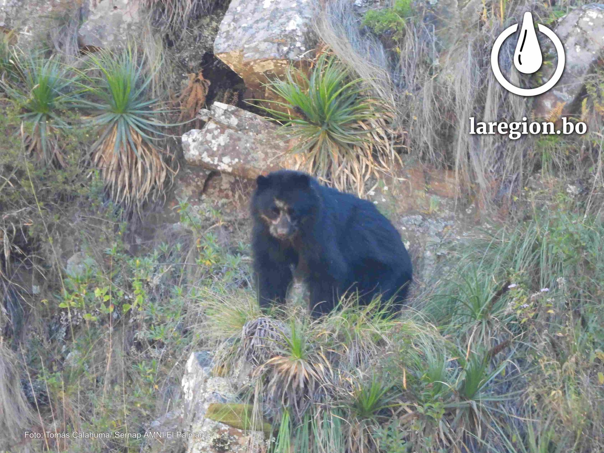 Bolivia: El oso jucumari como nunca lo viste en el área protegida El ...