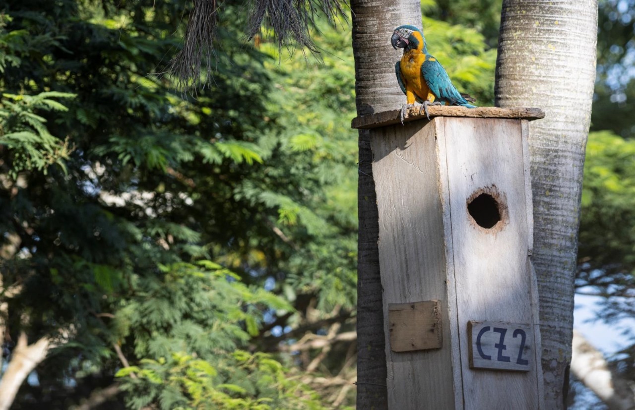 Récord: 17 pichones de Paraba Barba Azul alzan vuelo, ¿cómo se recupera ...