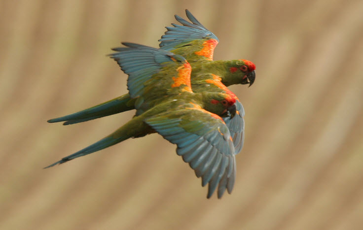 De cazadores a guardianes: comunidades luchan por salvar a la paraba ...