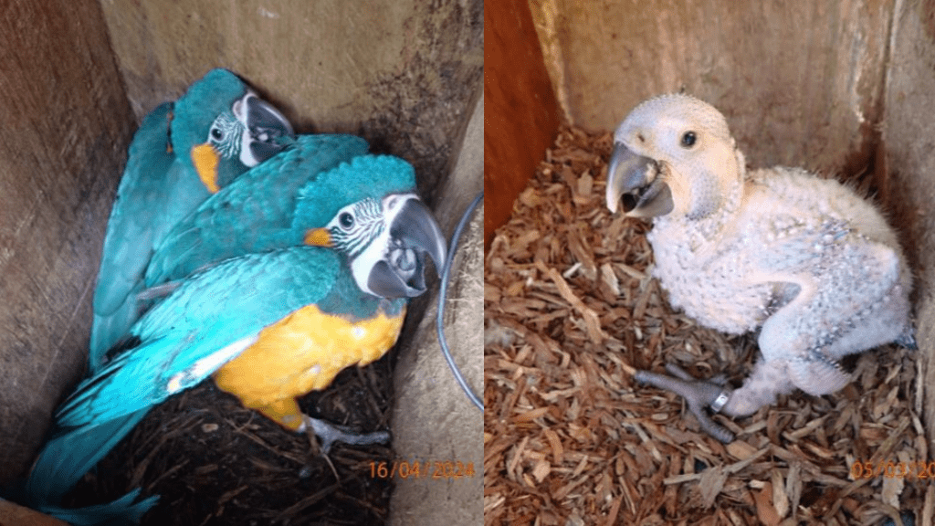 Récord: 17 pichones de Paraba Barba Azul alzan vuelo, ¿cómo se recupera ...