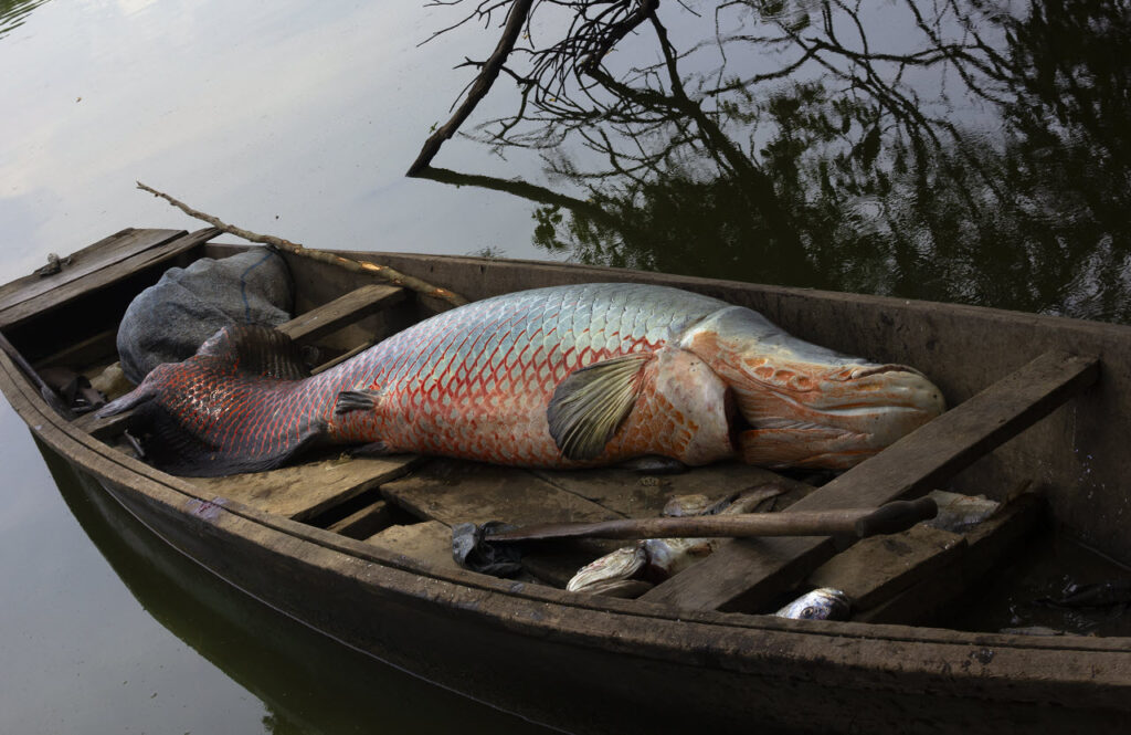 Paiche en Bolivia: el pez invasor arrasa ríos, cambia la pesca y ...