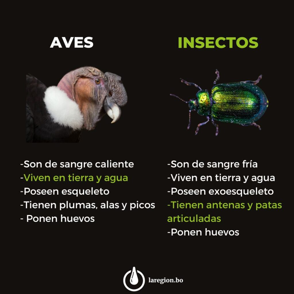 ¿Cómo se clasifican los animales? - Periodismo de medio ambiente y ...