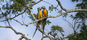 La paraba barba azul está al borde de la extinción: un nuevo censo ...