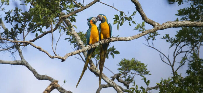 La paraba barba azul está al borde de la extinción: un nuevo censo ...