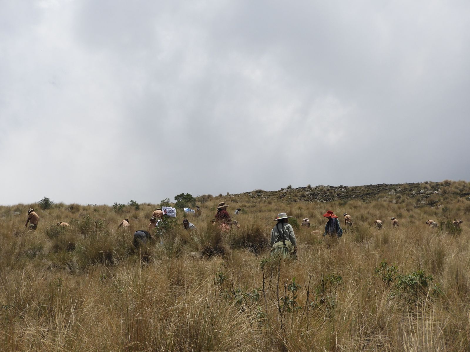Parque Nacional Tunari: plantar árboles para prevenir desastres y ...
