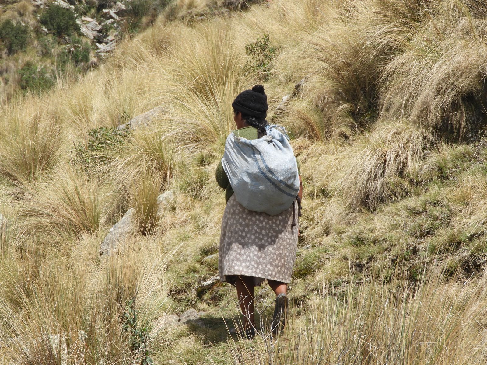 Parque Nacional Tunari: plantar árboles para prevenir desastres y ...